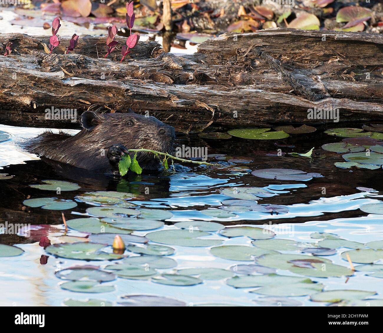 Beaver eating lily hi-res stock photography and images - Alamy