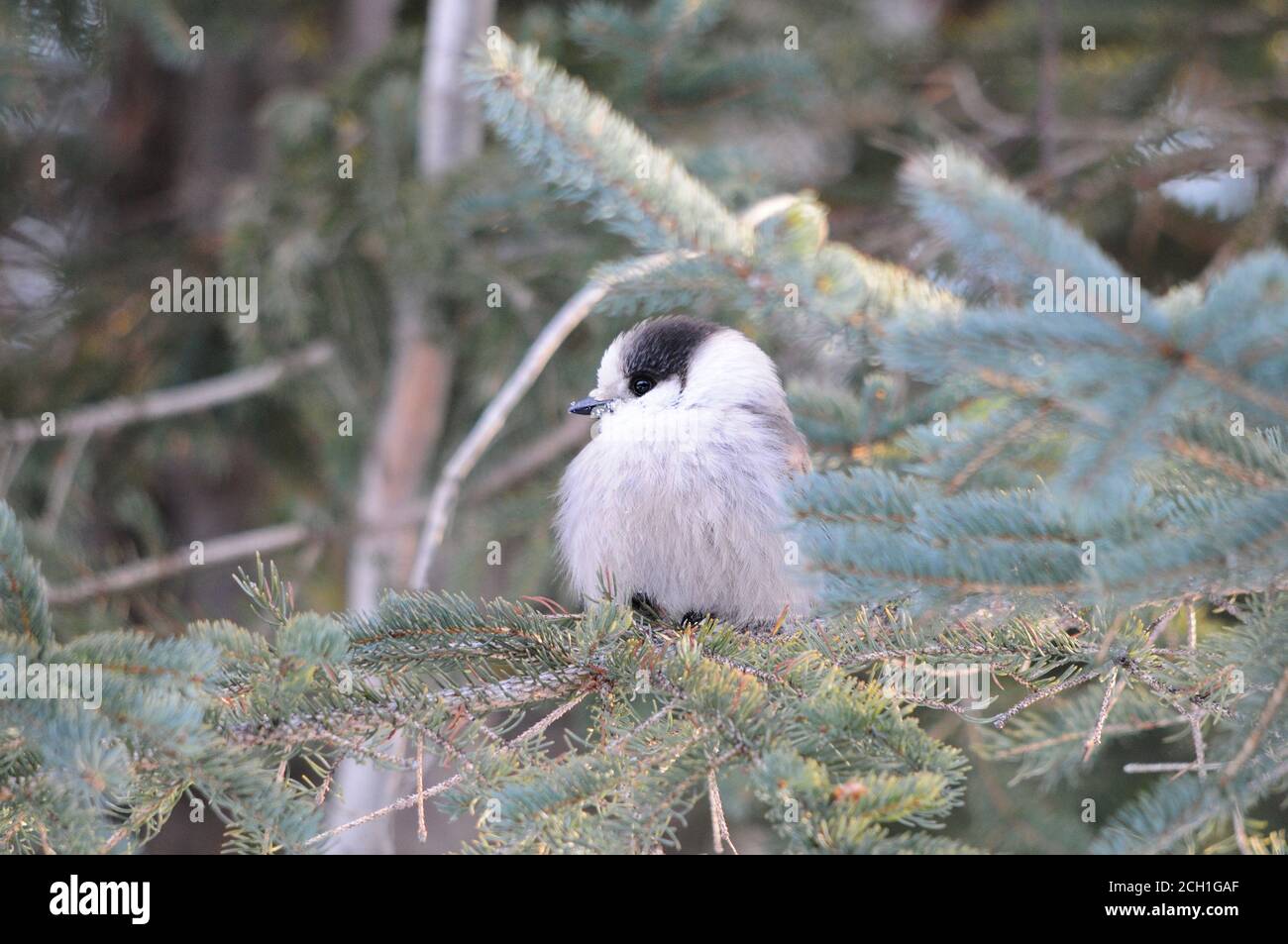 Grey jay looking to the left side view hi-res stock photography and ...