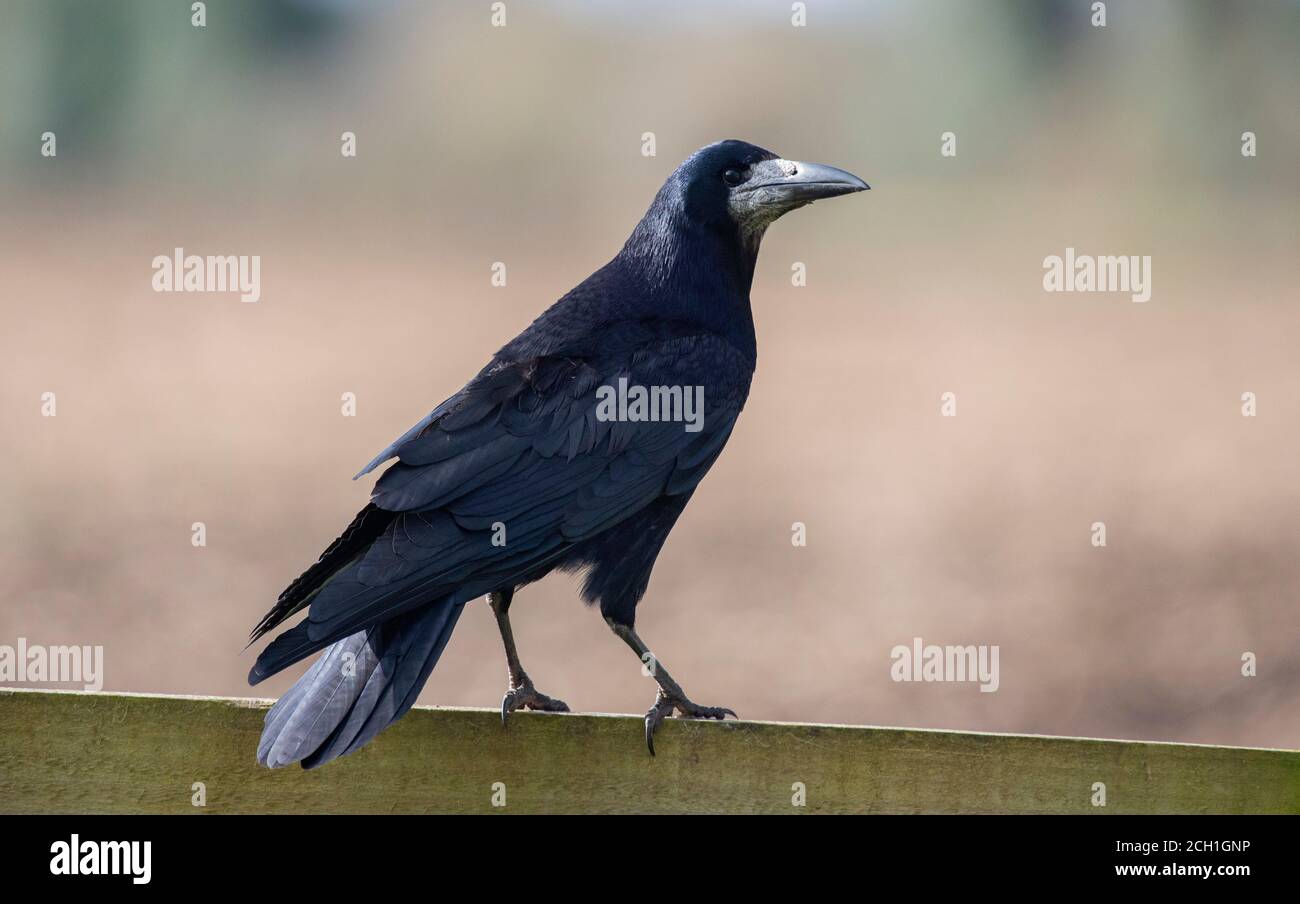 Rook - Corvus frugilegus Stock Photo - Alamy