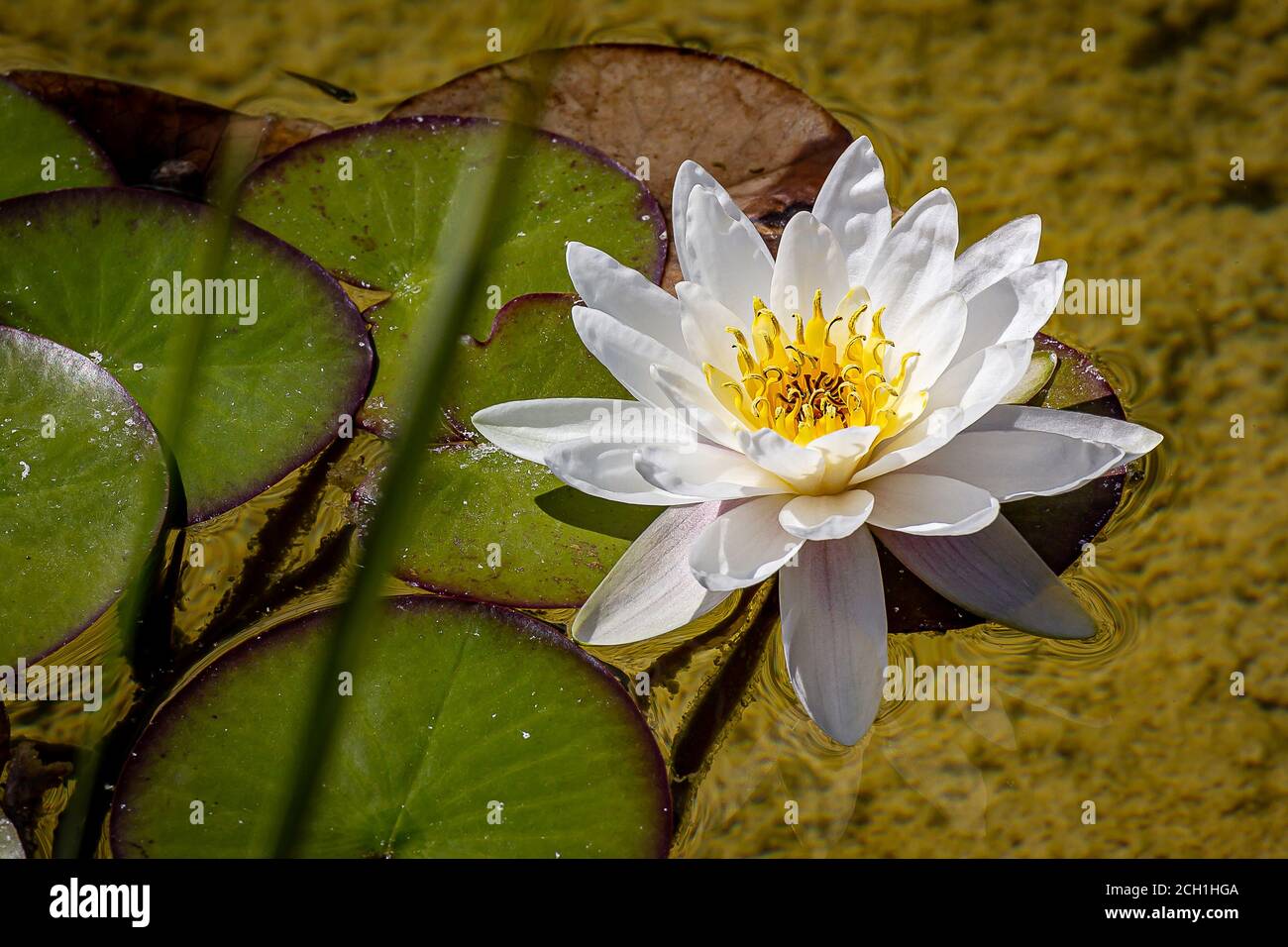 Nenufar hi-res stock photography and images - Alamy