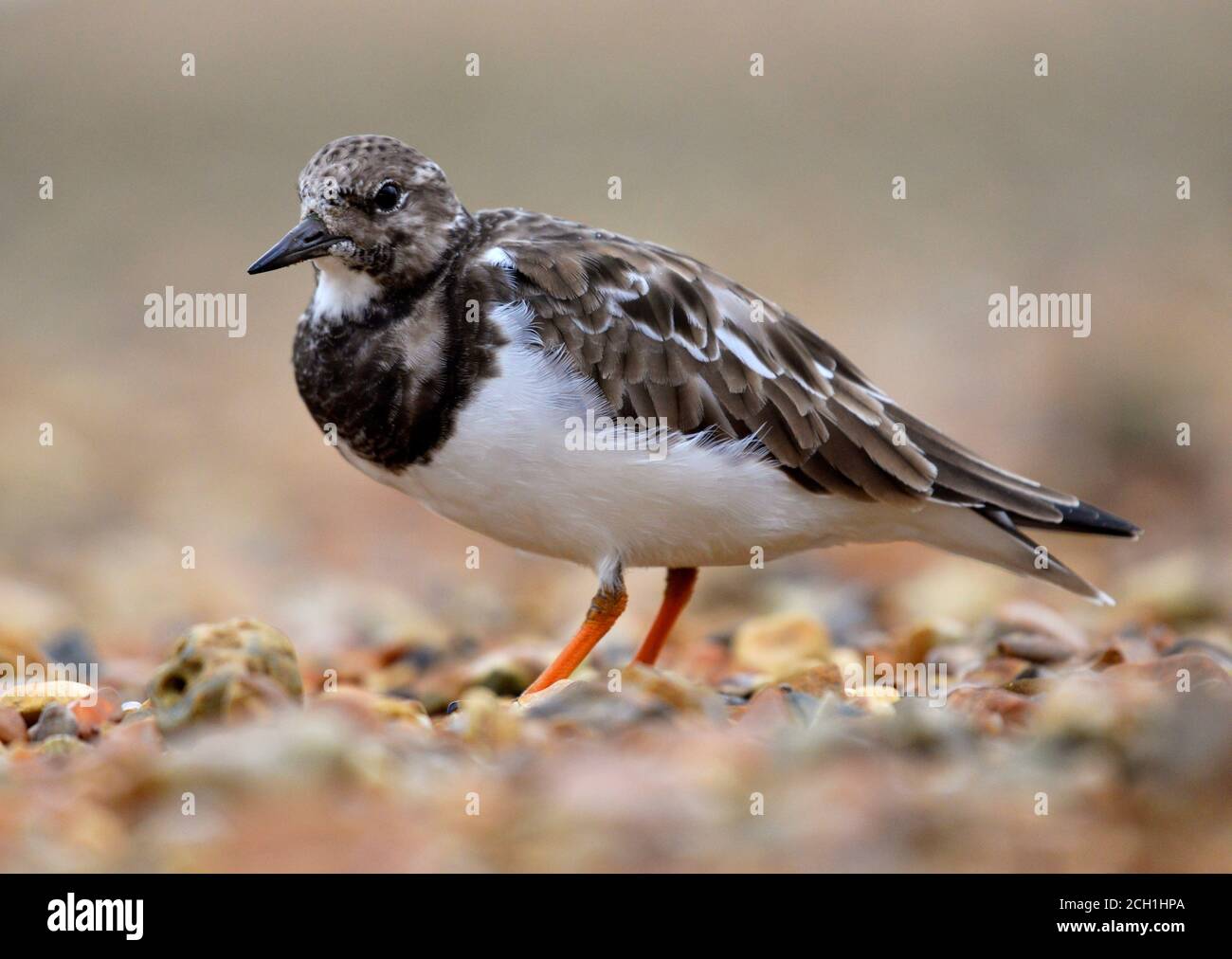 Turnstone - Arenaria interpres Stock Photo - Alamy