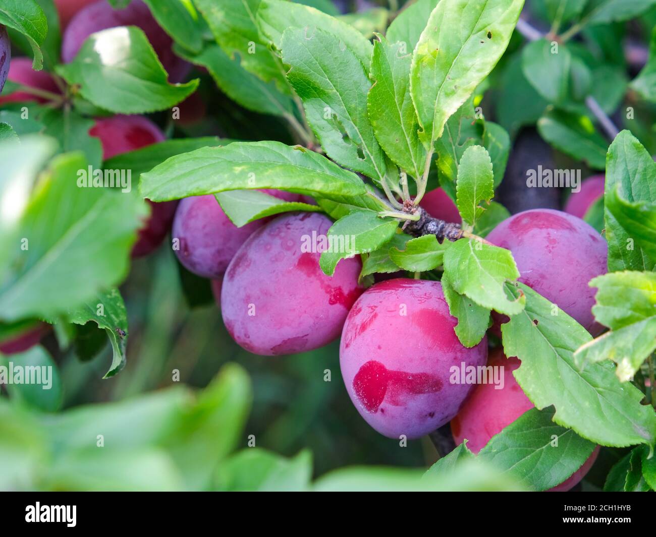 Sunny red plums hi-res stock photography and images - Alamy