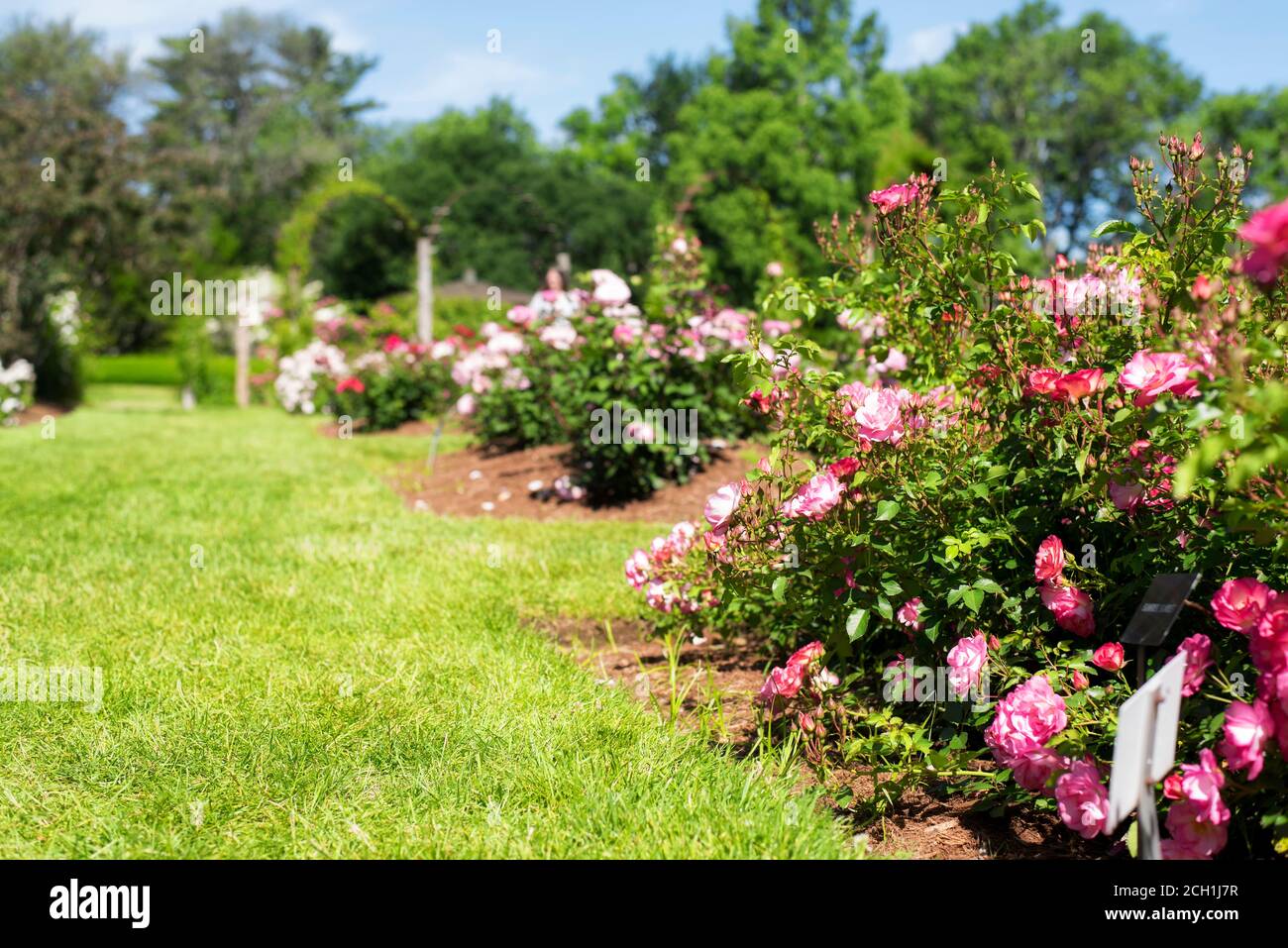 Pink roses within the gardens of Elizabeth Park in West Hartford ...