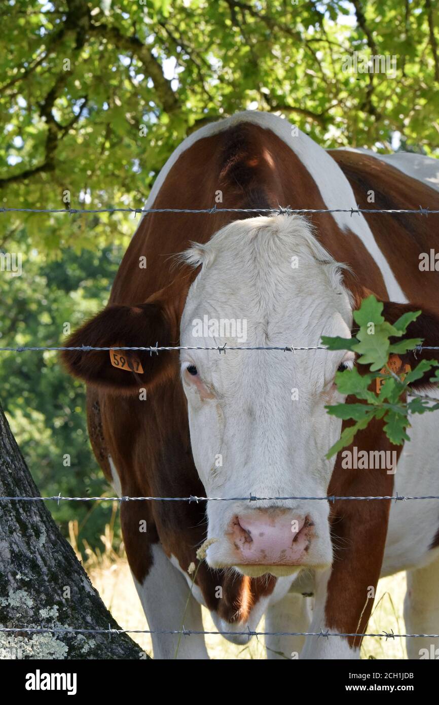 Portrait de vache Montbéliarde Stock Photo - Alamy