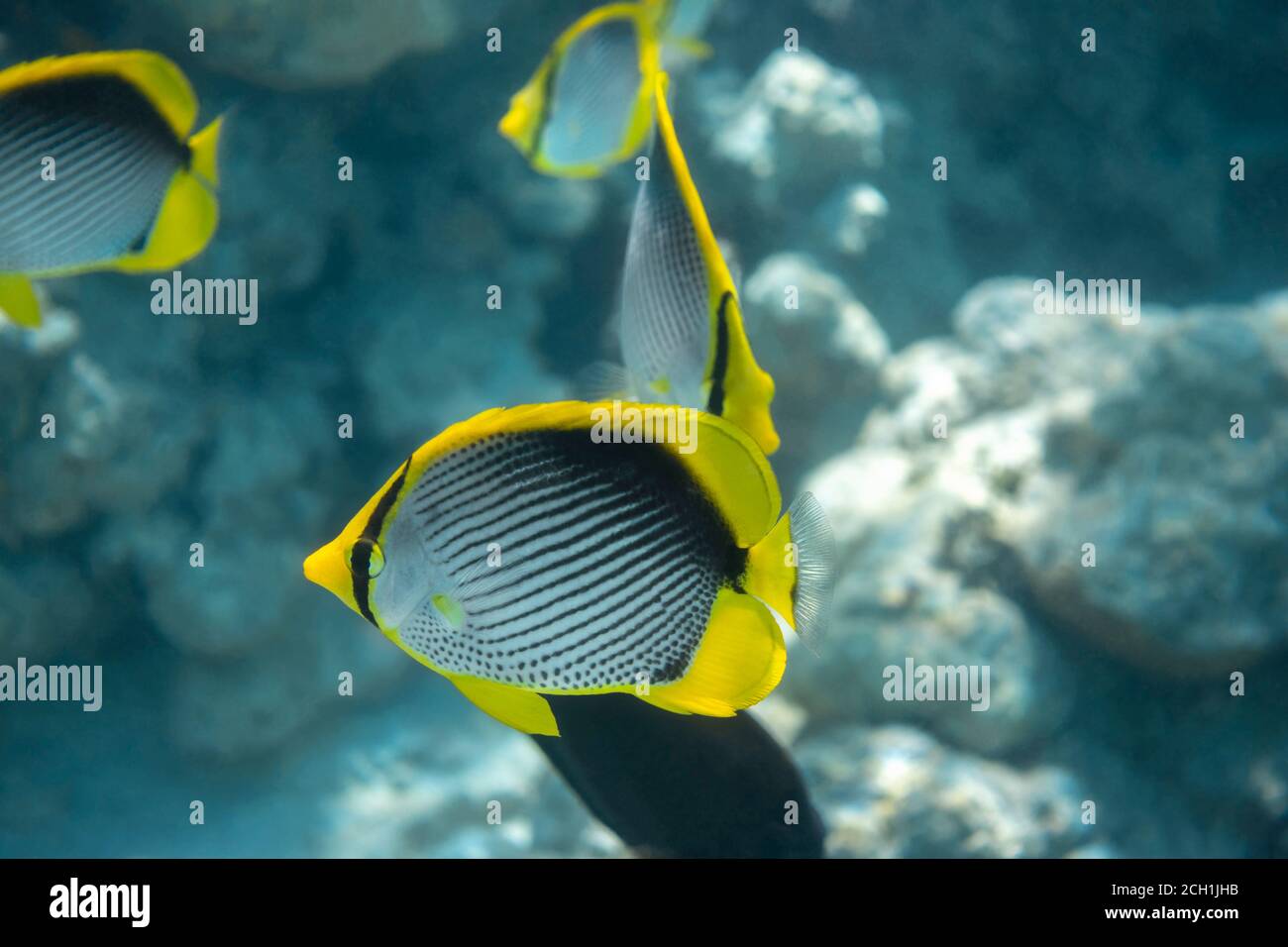 Blackback butterflyfish (Chaetodon melannotus) near in the ocean water ...