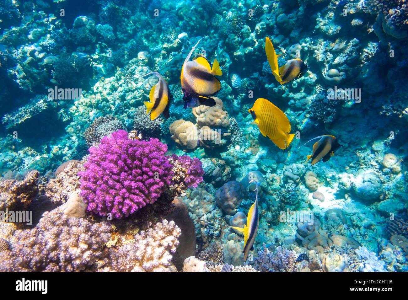 Pennant coralfish (longfin bannerfish), Blue-cheeked Butterflyfish ...