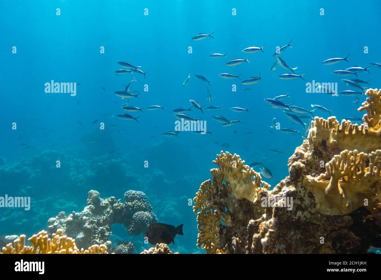 Shool of blue tropical striped fish in the ocean near coral reef ...