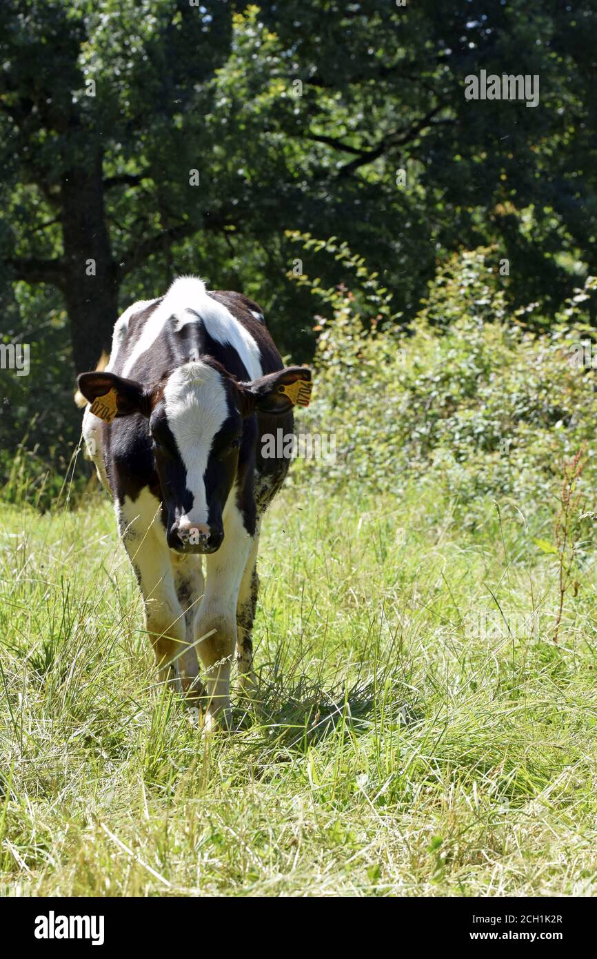 Portrait de génisse Prim'Holstein Stock Photo - Alamy