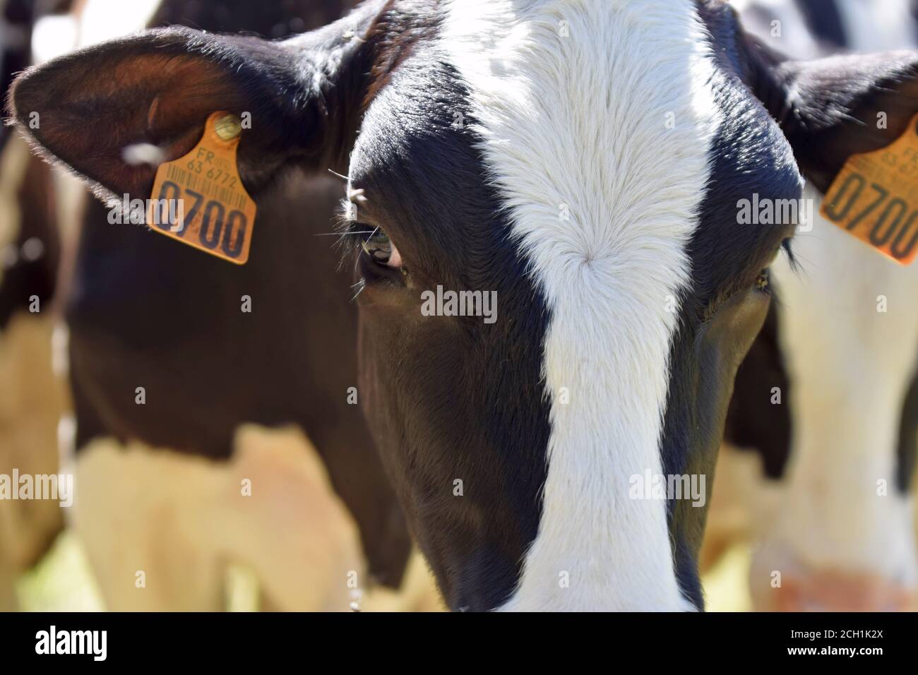 Portrait de génisse Prim'Holstein Stock Photo - Alamy