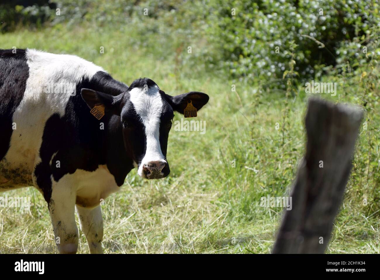 Genisse hi-res stock photography and images - Alamy