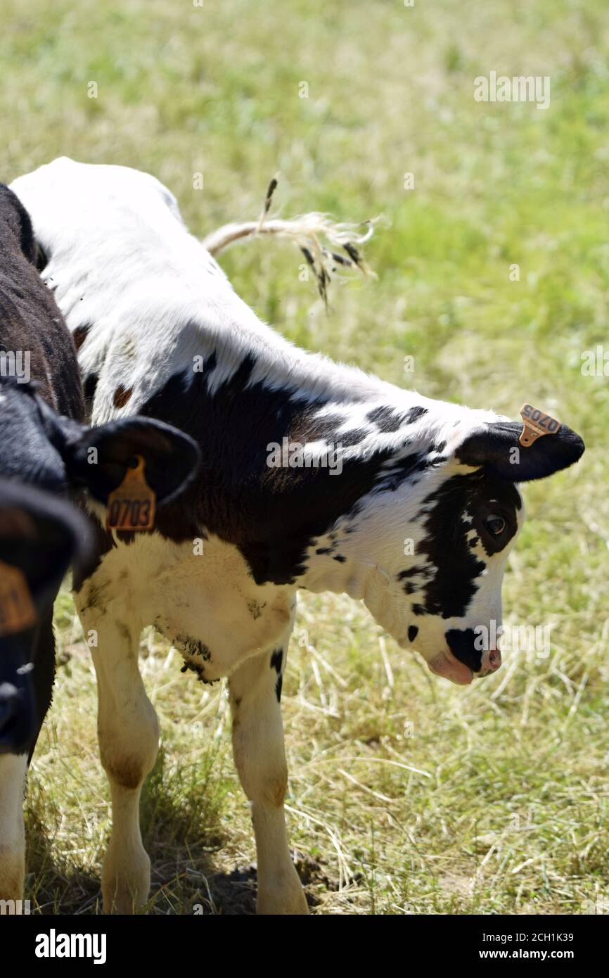 Portrait de génisse Prim'Holstein Stock Photo - Alamy