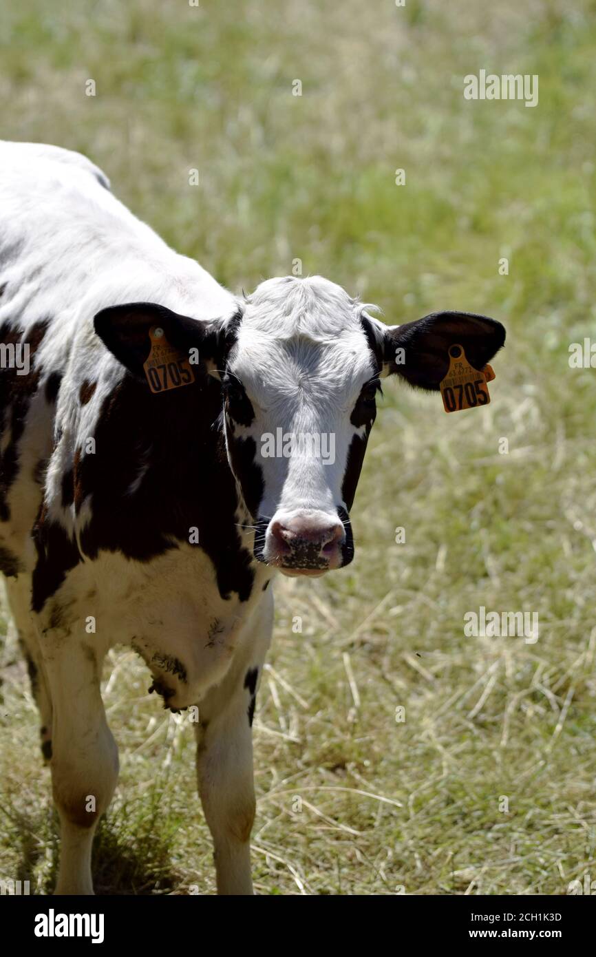 Portrait de génisse Prim'Holstein Stock Photo - Alamy