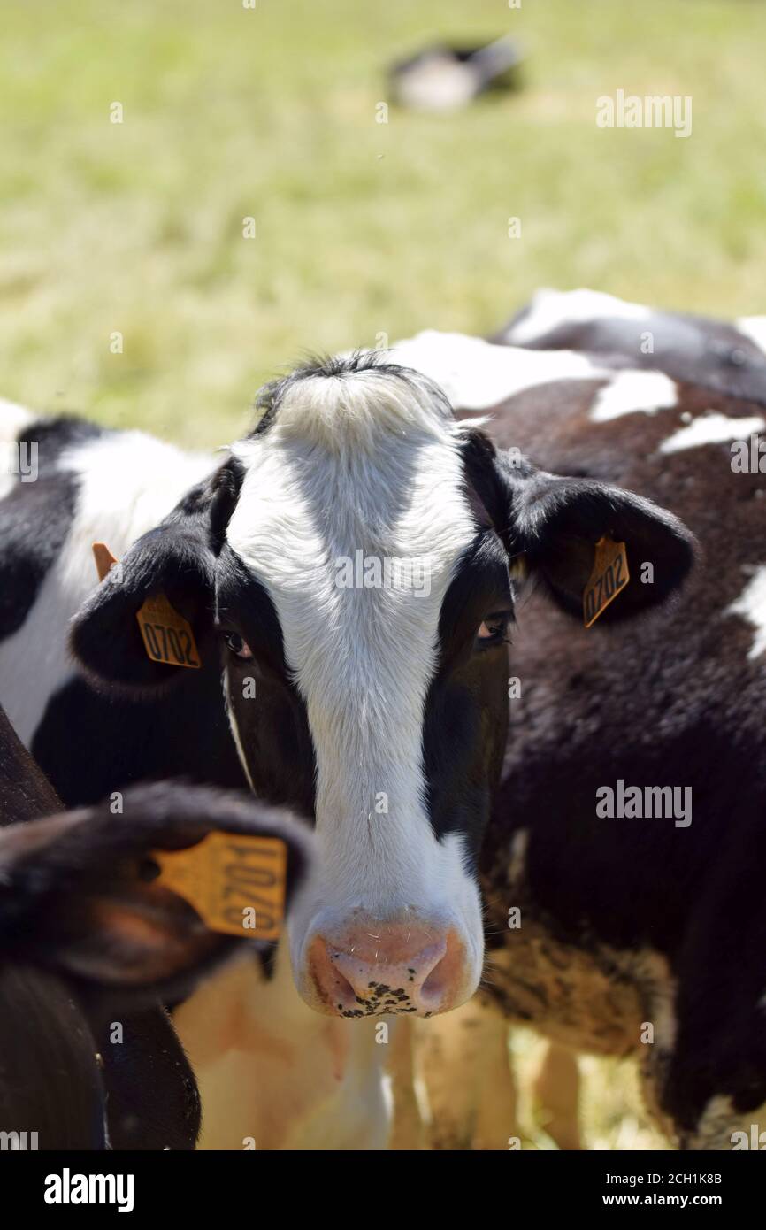 Portrait de génisse Prim'Holstein Stock Photo - Alamy
