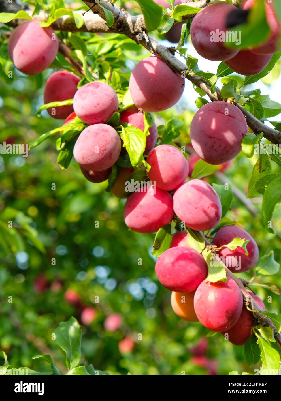Sunny red plums hi-res stock photography and images - Alamy