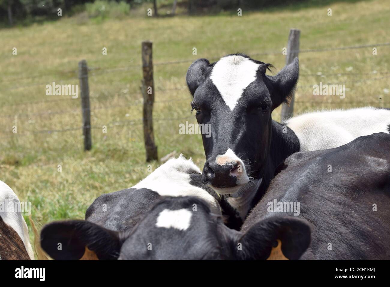 Portrait de génisse Prim'Holstein Stock Photo - Alamy