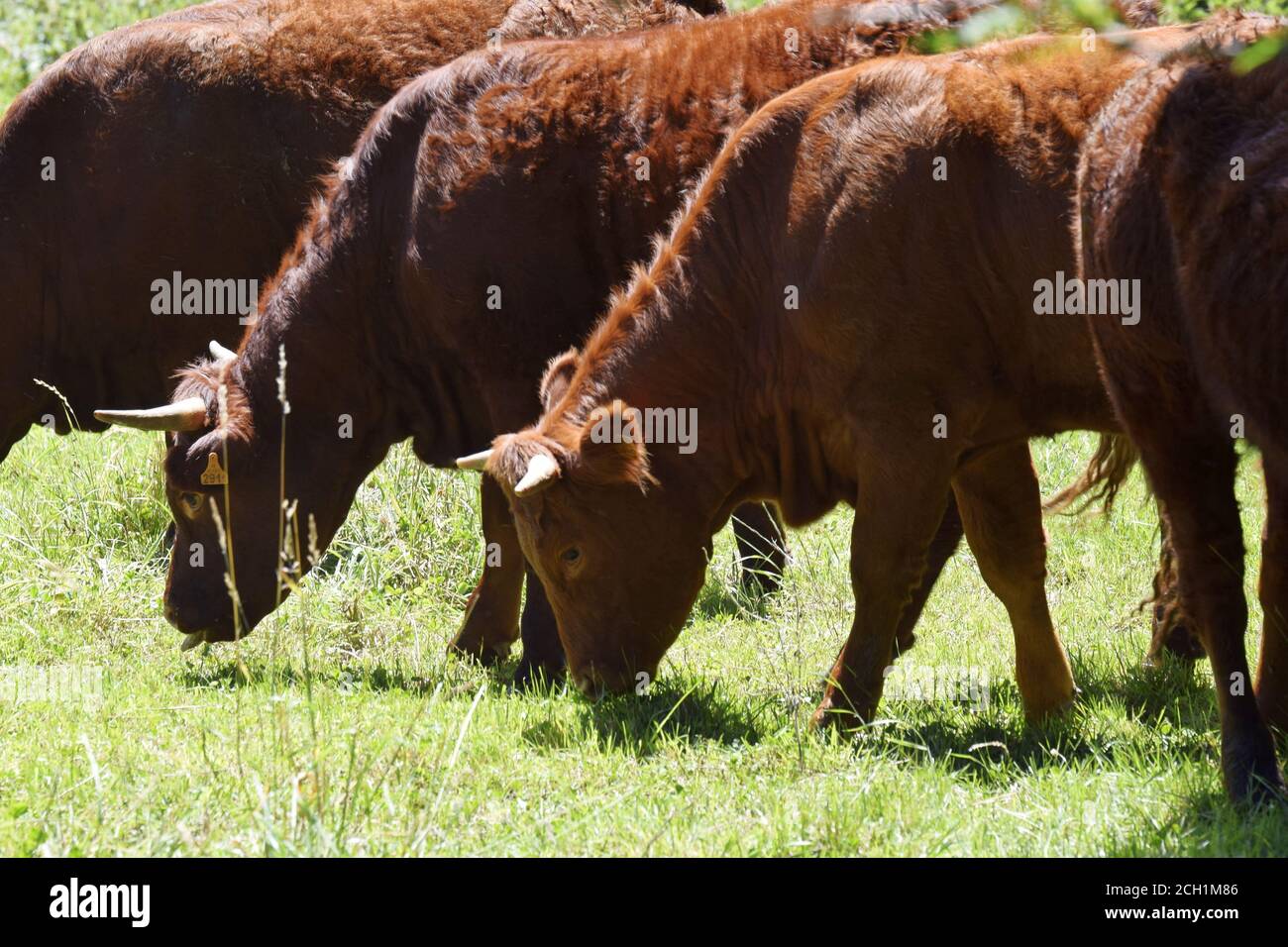 Troupeau de vache Salers Stock Photo - Alamy
