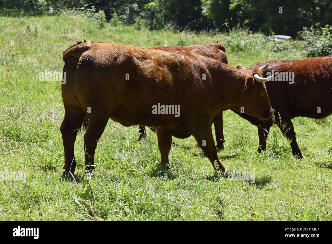 Portrait de vache Salers Stock Photo - Alamy