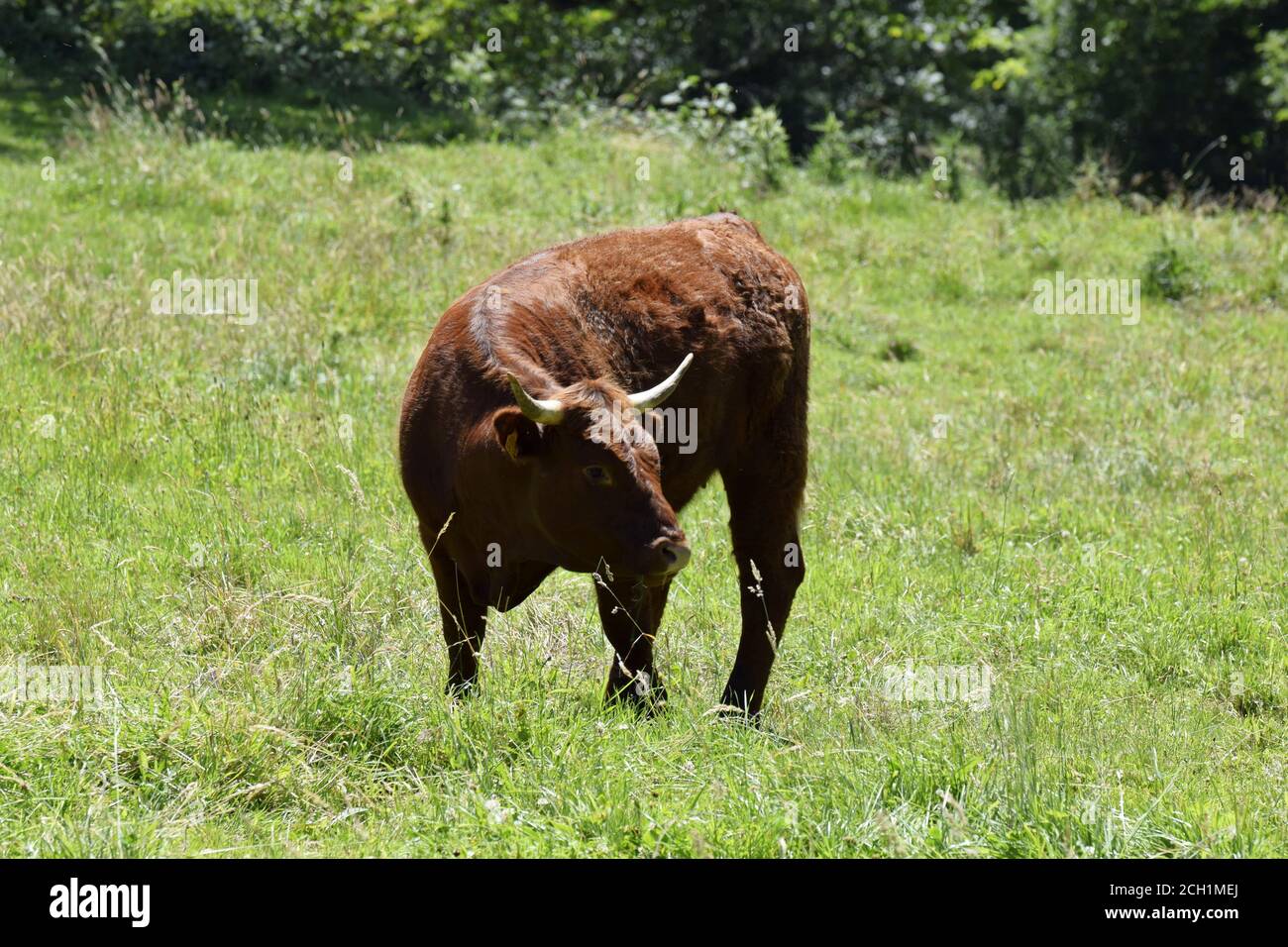 Portrait de vache Salers Stock Photo - Alamy