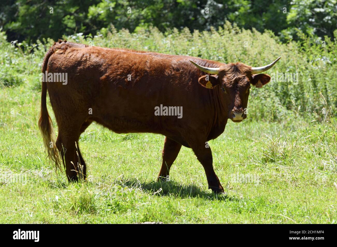 Portrait de vache Salers Stock Photo - Alamy
