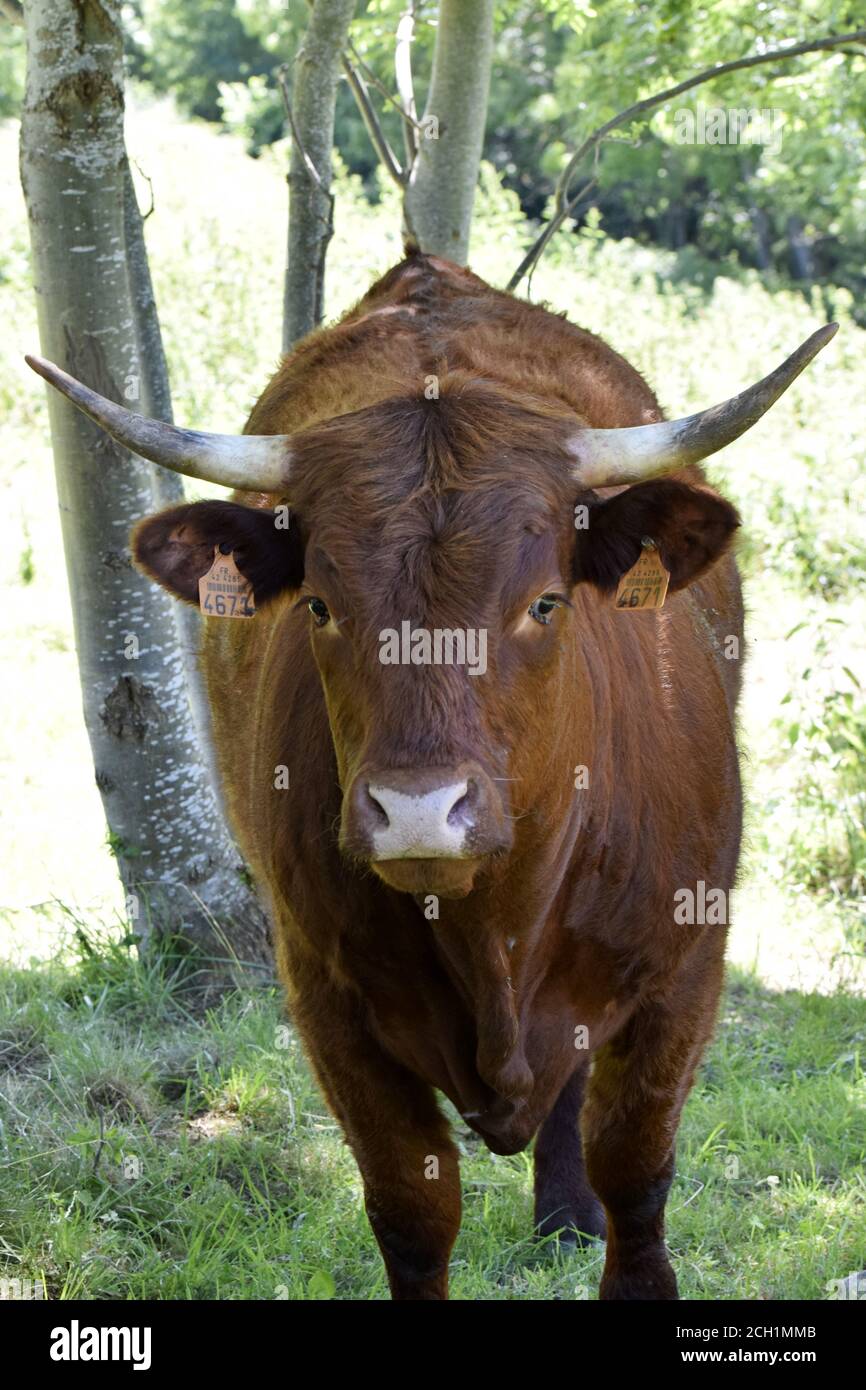 Portrait de vache Salers Stock Photo - Alamy