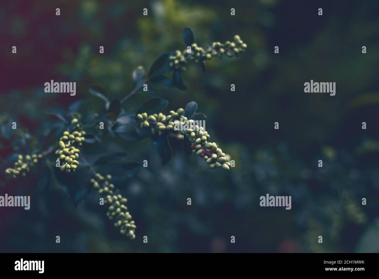 Branches with green berries in early morning Stock Photo - Alamy