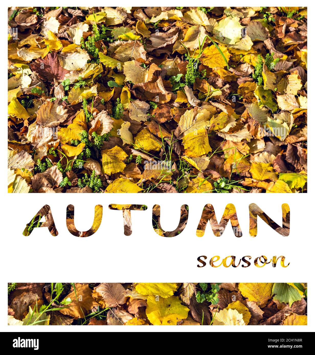 wide shot of bright fallen leaves of hazel tree with autumn season text ...