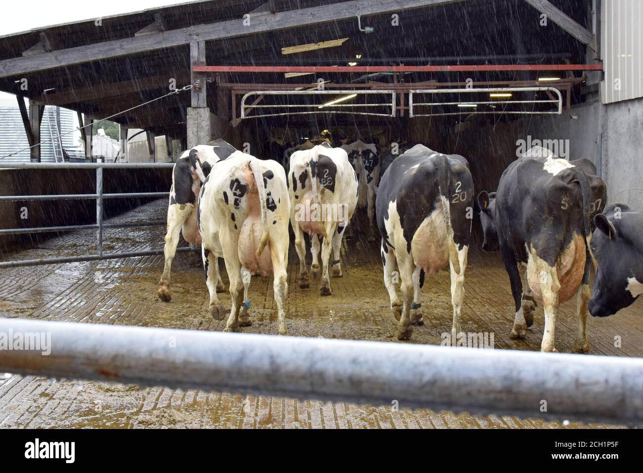 Traite vache Prim'Holstein Stock Photo - Alamy