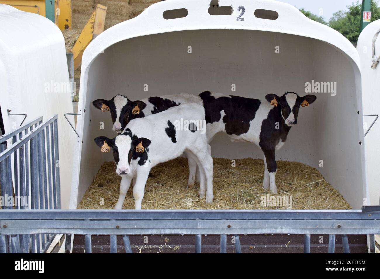 Stabulation veau Prim'Holstein Stock Photo - Alamy