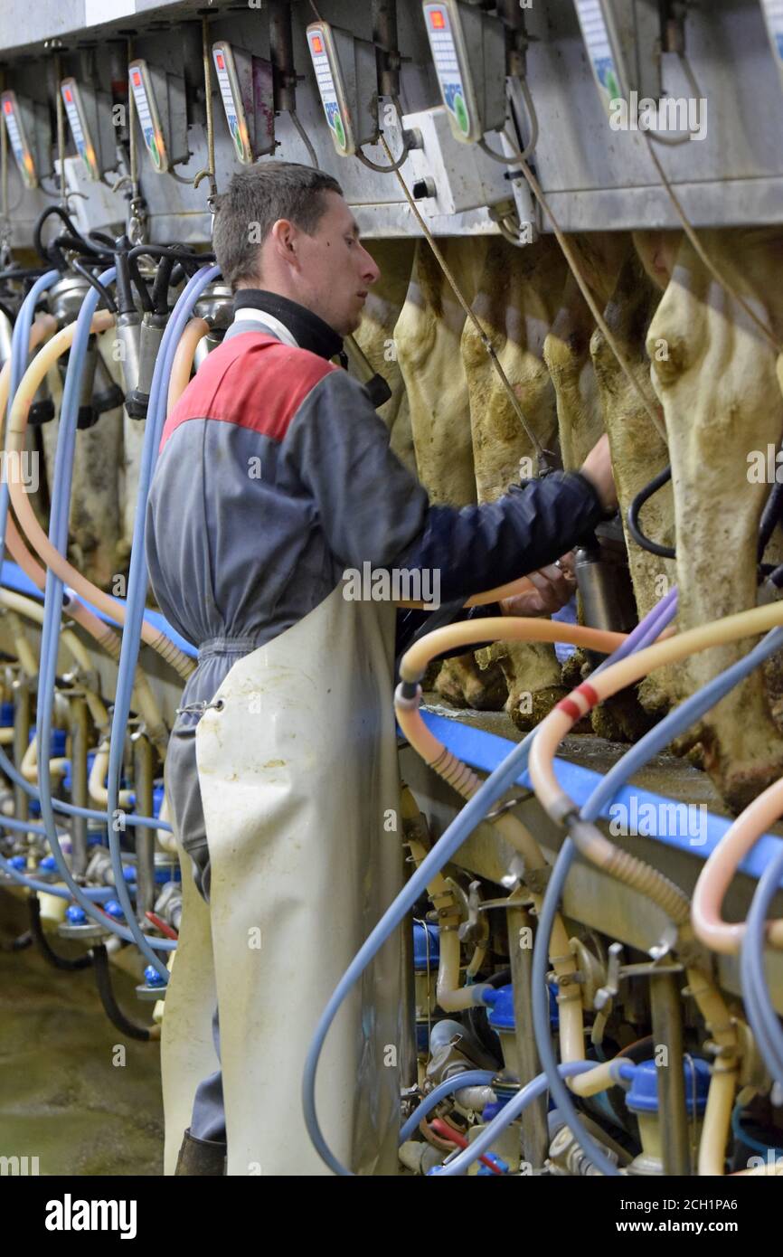 Traite vache Prim'Holstein Stock Photo - Alamy