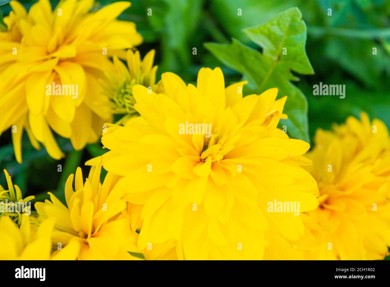 Bright yellow perennial Golden Glow, Rudbeckia laciniata double ...