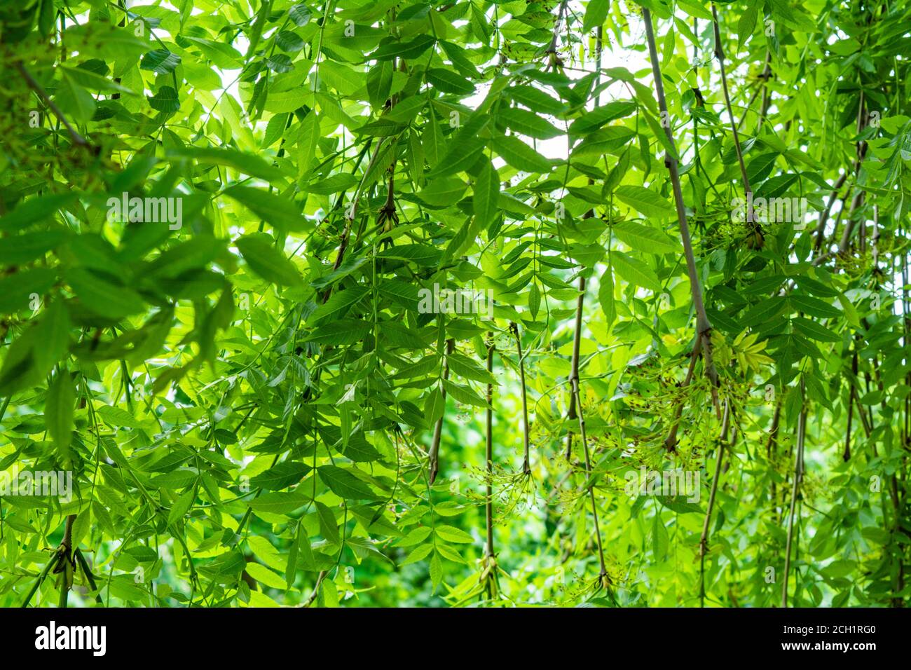 Branches of a tree with green leaves hang down like a natural awning ...
