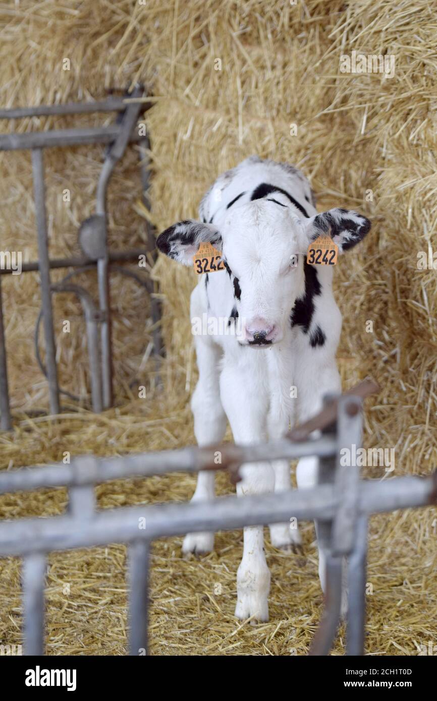 Primholstein Holstein Cow High Resolution Stock Photography and Images ...
