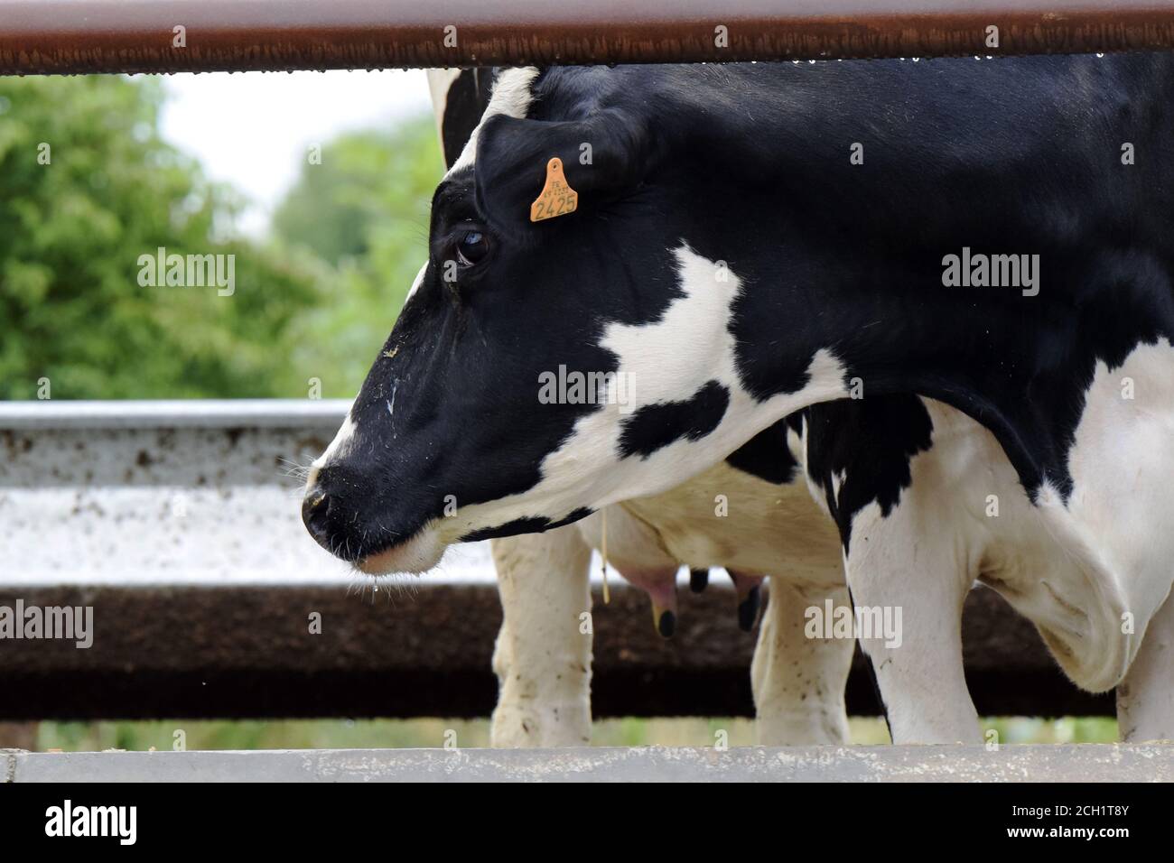 Stabulation vache Prim'Holstein Stock Photo - Alamy
