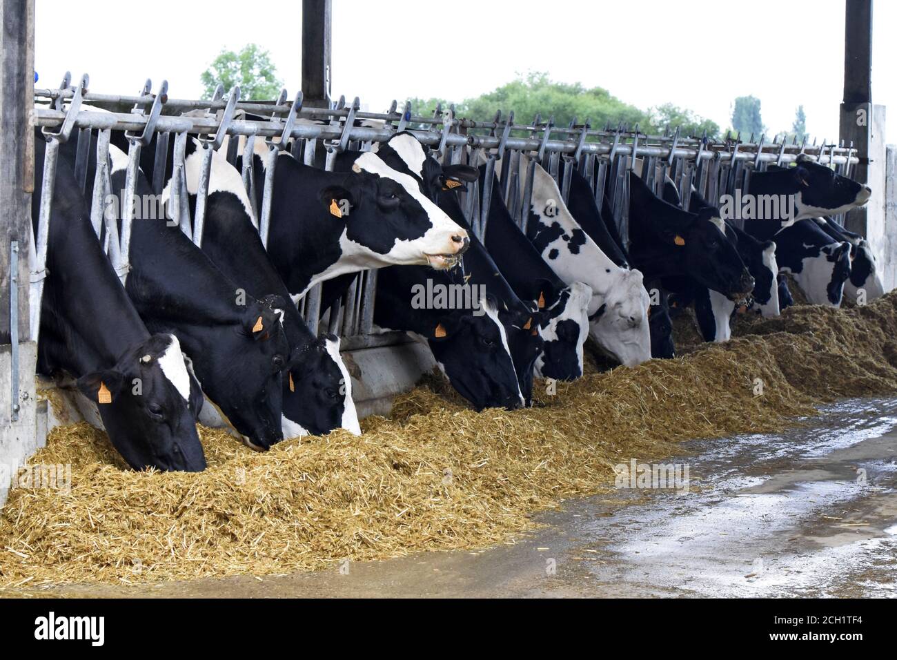 Stabulation vache Prim'Holstein Stock Photo - Alamy