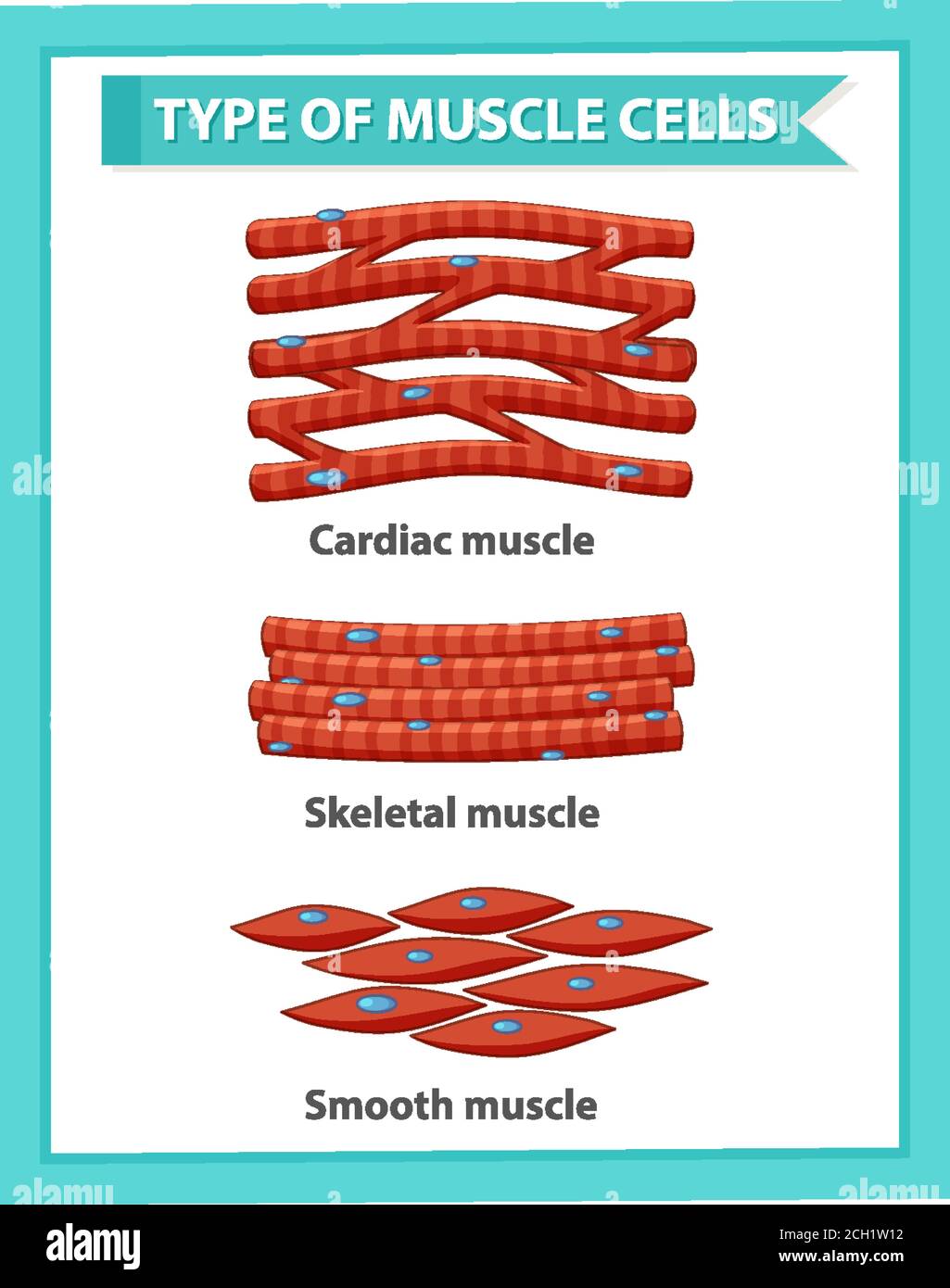 Information poster of muscle cells illustration Stock Vector Image ...