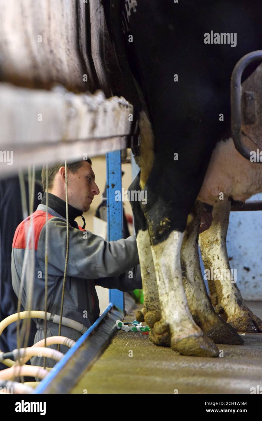 Traite vache Prim'Holstein Stock Photo - Alamy