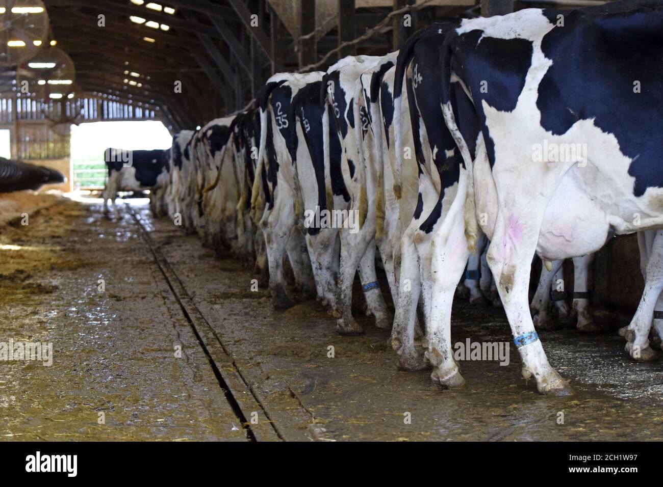 Primholstein Holstein Cow High Resolution Stock Photography and Images ...