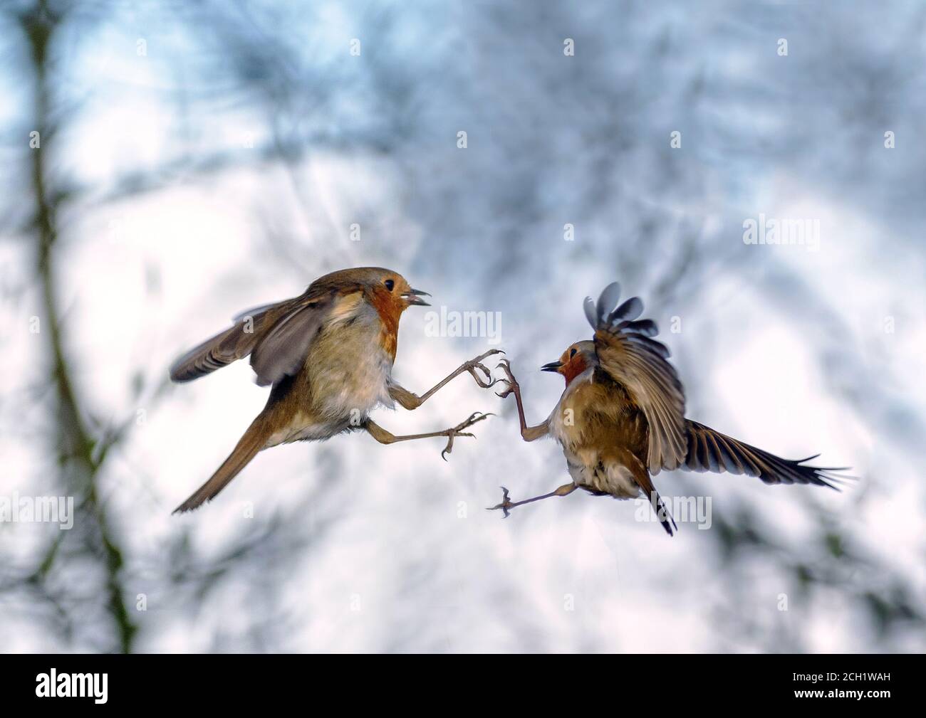 Fighting birds hi-res stock photography and images - Alamy