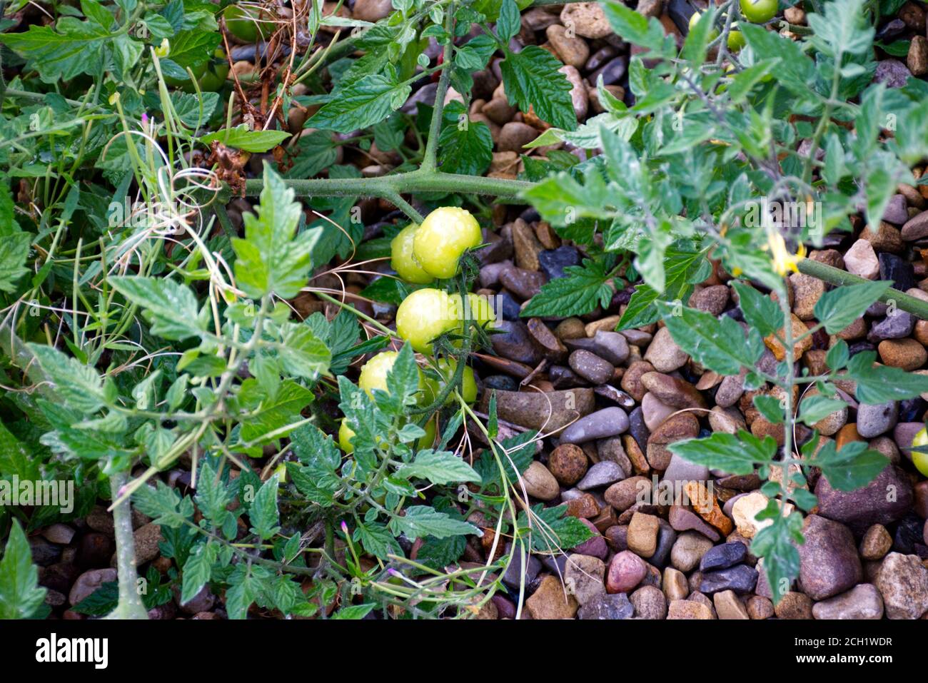 Unripened tomato hi-res stock photography and images - Alamy