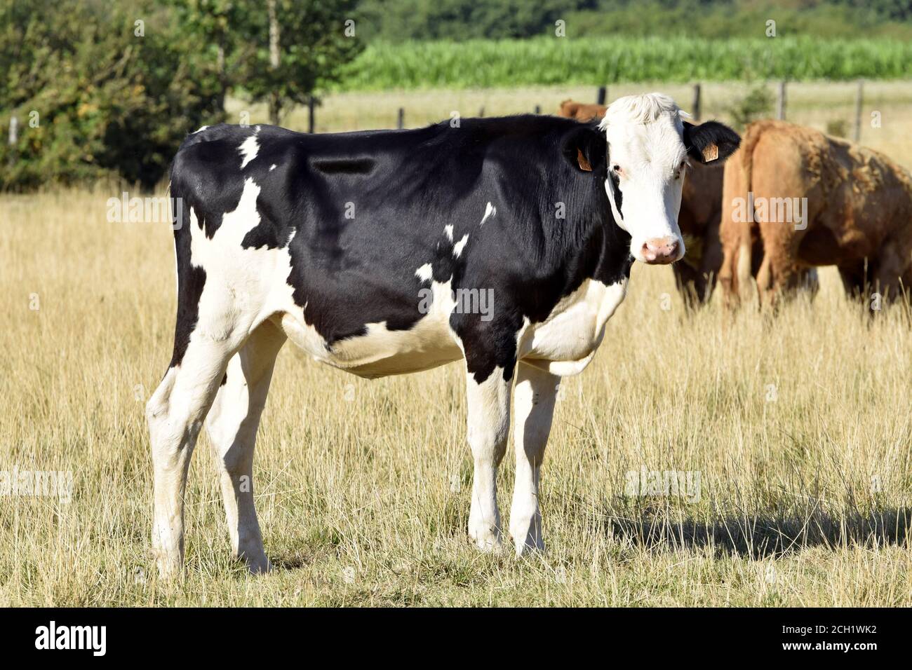 Portrait de génisse Prim'Holstein Stock Photo - Alamy