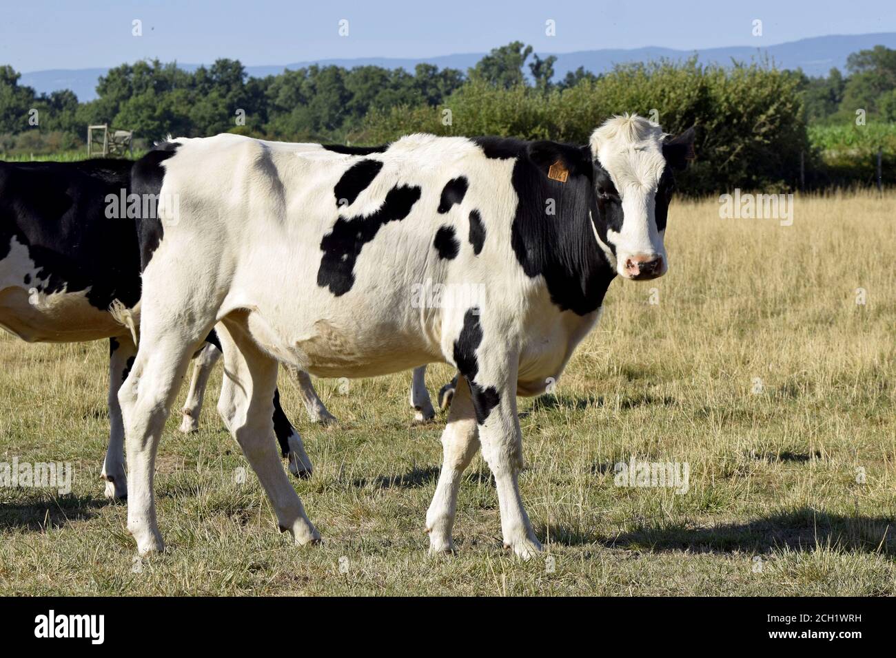 Genisse hi-res stock photography and images - Alamy