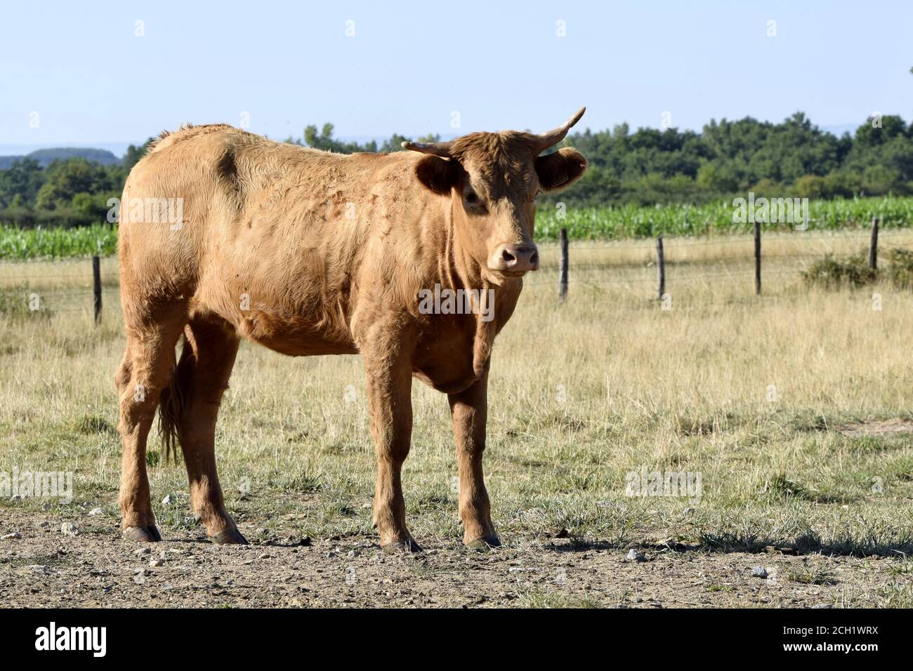 Portrait de génisse Limousine Stock Photo - Alamy