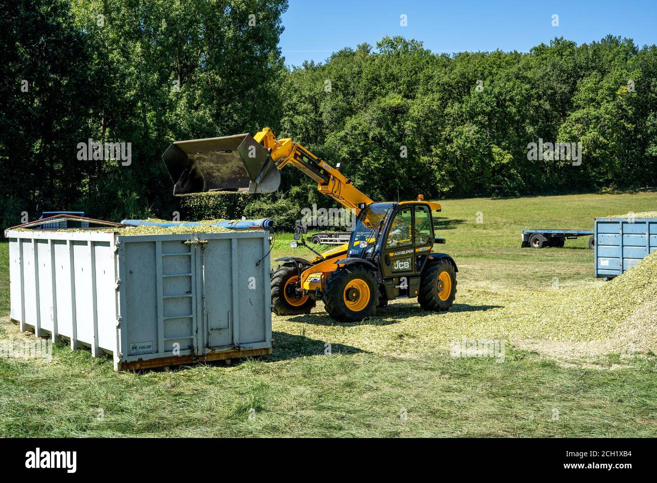 Laguepie, France 25.08.2020 Preparing sorghum silage for cattle feeding ...