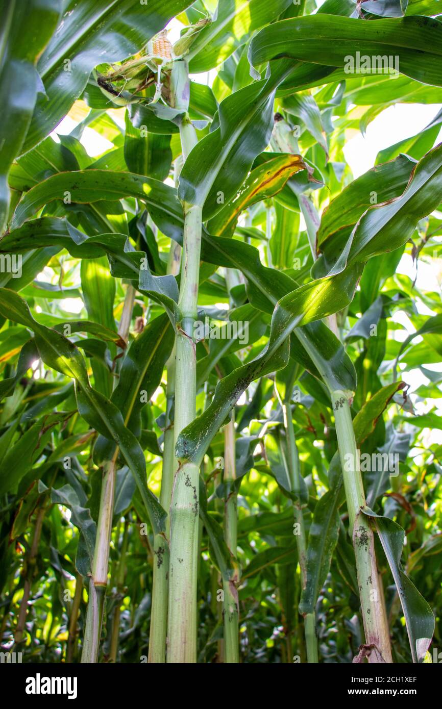 Corn plants on a corn field in Germany Farm Stock Photo - Alamy