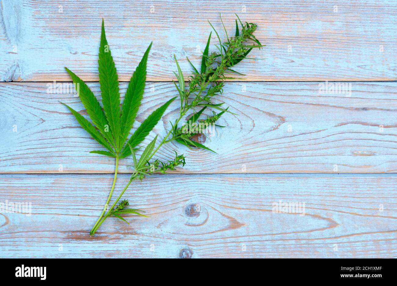 Hemp leaf hi-res stock photography and images - Alamy