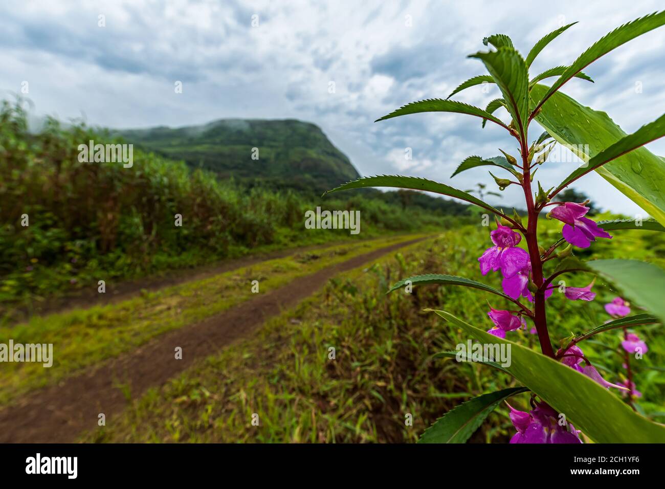 Monsoon scapes hi-res stock photography and images - Alamy