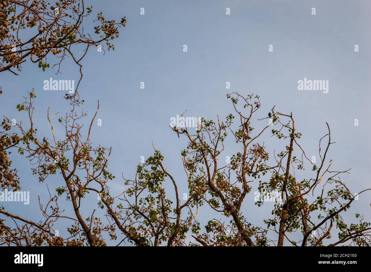 Magpies in the garden hi-res stock photography and images - Alamy