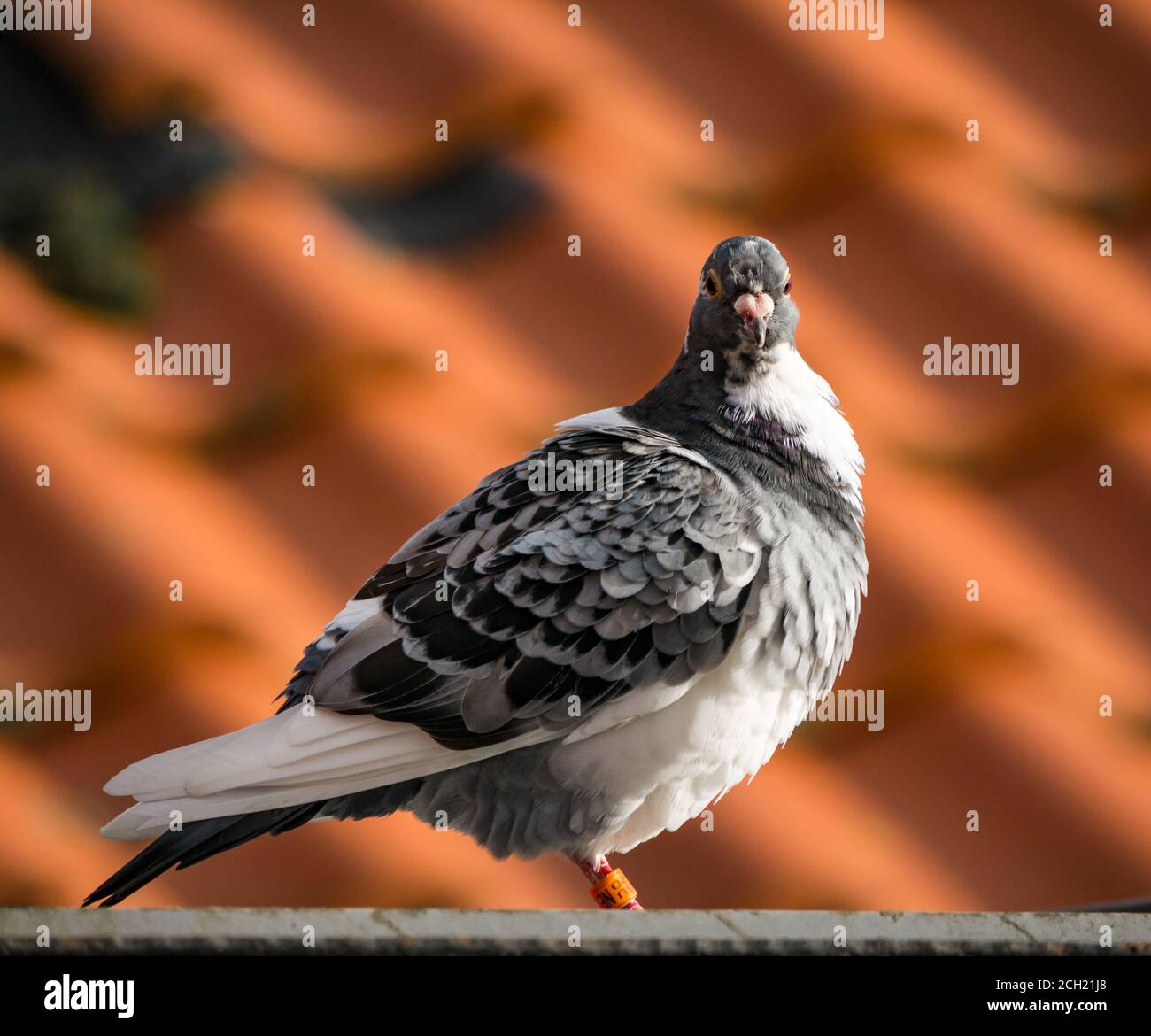 Racing pigeon uk hi-res stock photography and images - Alamy
