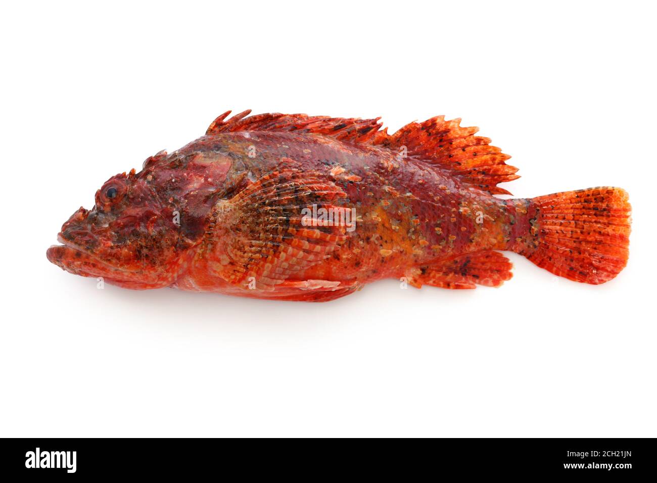 weedy stingfish isolated on white background Stock Photo - Alamy