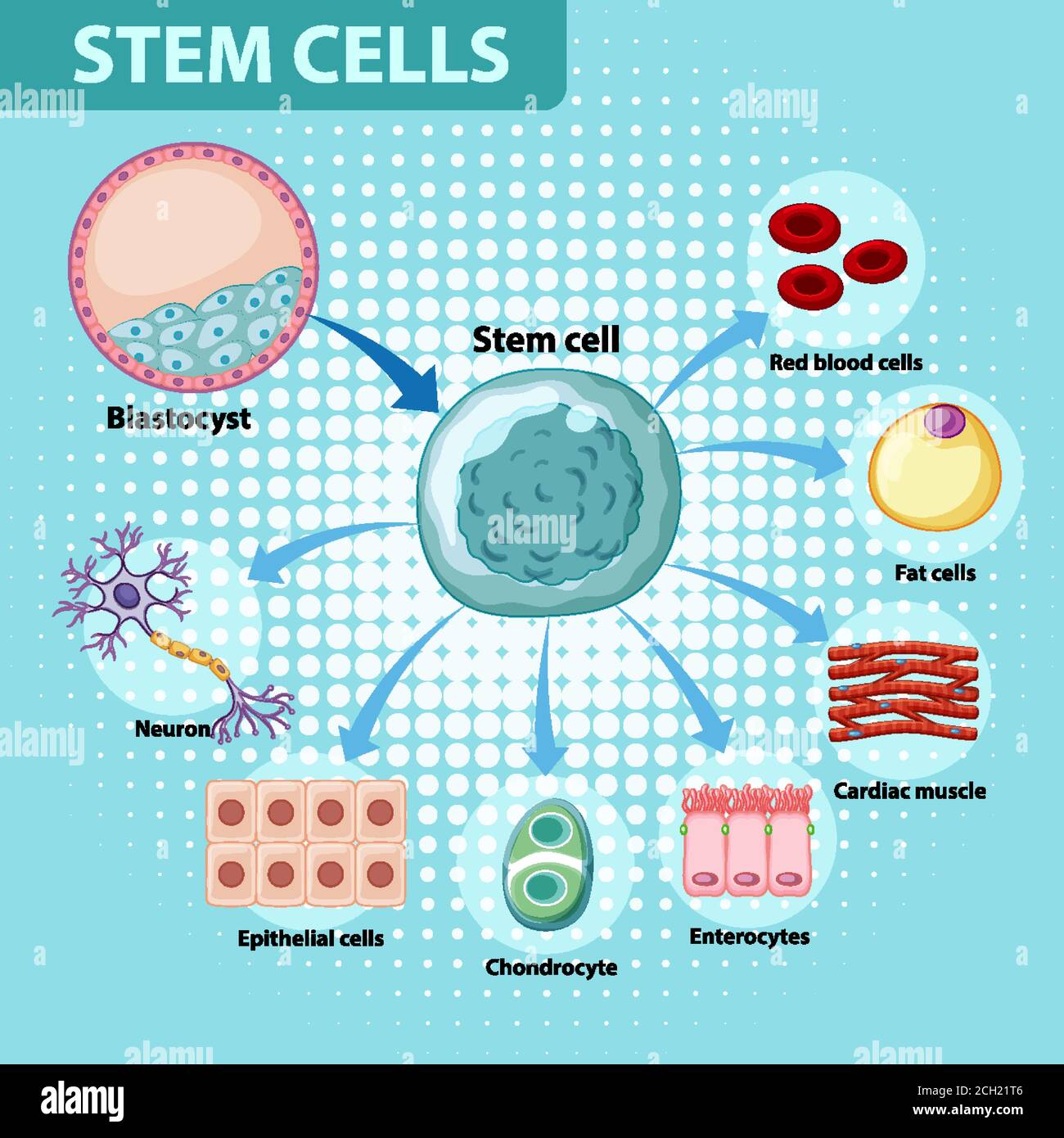 Information poster on human stem cells illustration Stock Vector Image ...